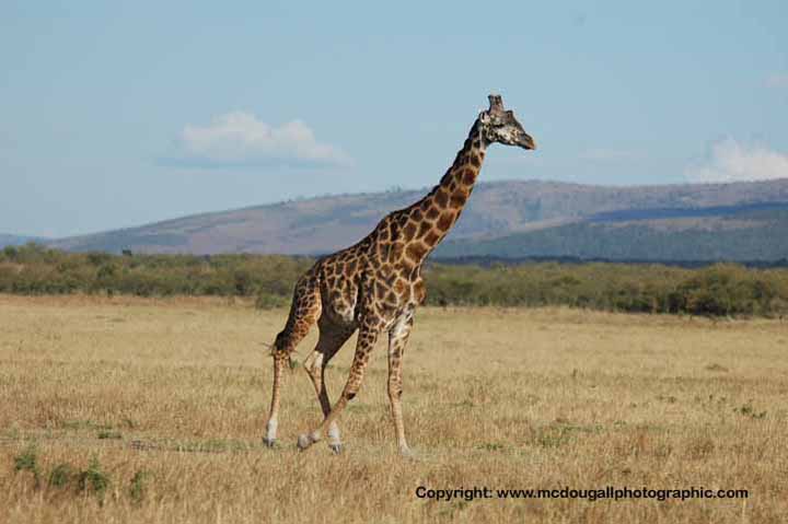 The Giraffe (Giraffa camelopardalis) - Indian Wildlife Club Ezine ...