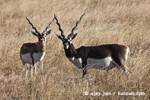 Meeting Blackbucks - Indian Wildlife Club Ezine - May, 2011